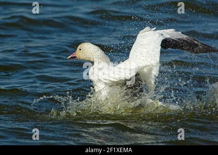 Snow Goose bathing Stock Photo - Alamy