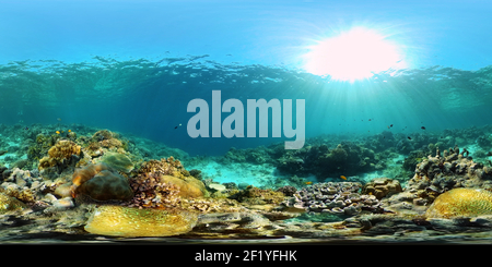 360° view of Underwater Tropical Reef View - Alamy