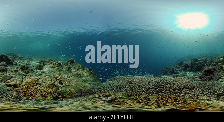 360° view of Underwater Tropical Reef View - Alamy
