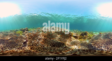 360° view of Colourful underwater seascape - Alamy