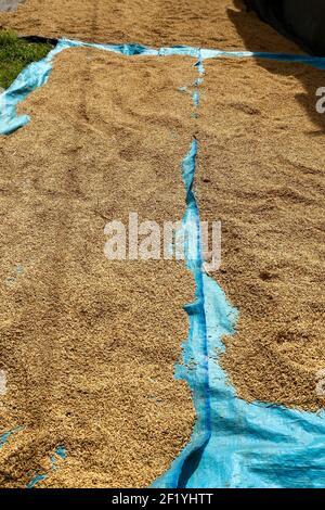 traditional way to drying rice by the sun Stock Photo - Alamy