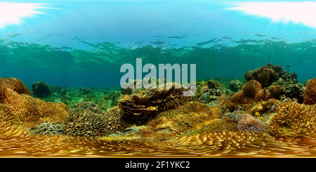 360° view of Tropical coral reef. Scene reef - Alamy