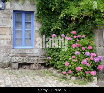 Hydrangeas at a window in Locronan, Brittany Stock Photo - Alamy