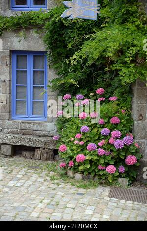 Hydrangeas at a window in Locronan, Brittany Stock Photo - Alamy