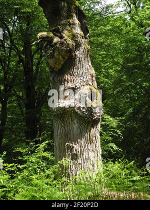 Primeval forest at the Sababurg Stock Photo - Alamy