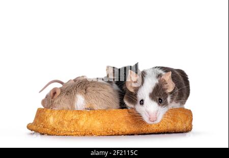 Multiple baby and mother mice, sitting on a piece of toast. Looking ...