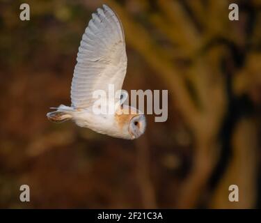 Barn Owl in fight Stock Photo - Alamy