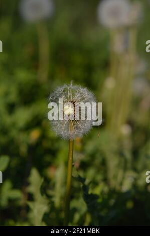 Common dandelion seed head in nature Stock Photo - Alamy