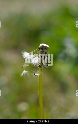 Common dandelion seed head in nature Stock Photo - Alamy
