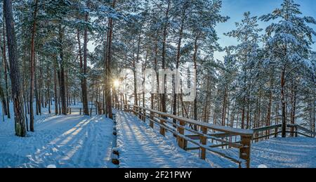 Wooden walkway through the snowy forest on a winter day, snow-white ...