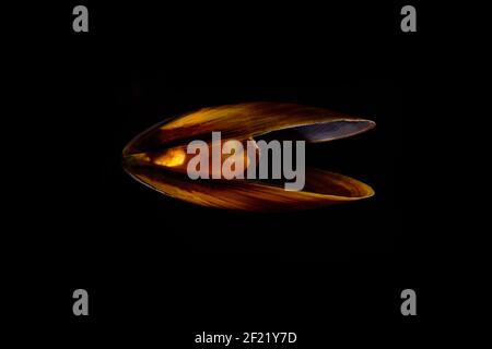 opened mussel over black background, healthy seafood concept Stock ...