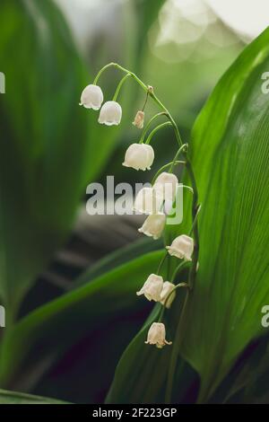 Authentic reliable natural background with blooming beautiful flowers ...