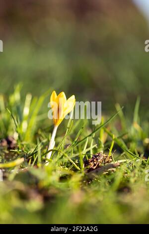 Crocus flavus, known as Dutch yellow crocus blooming through the snow ...