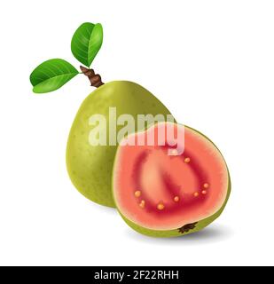 Realistic green guava Stock Vector Image & Art - Alamy