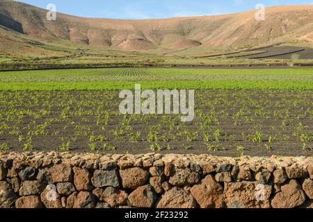 Agricultural cultivation on volcanic soil at Lanzarote in the canary ...
