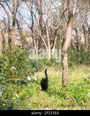 A selective focus of a cute cat (Felis catus) behind the fence looking ...