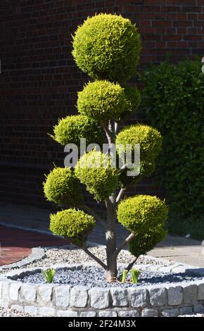 Common box (Buxus sempervirens) 'Blauer Heinz', Common box plants ...