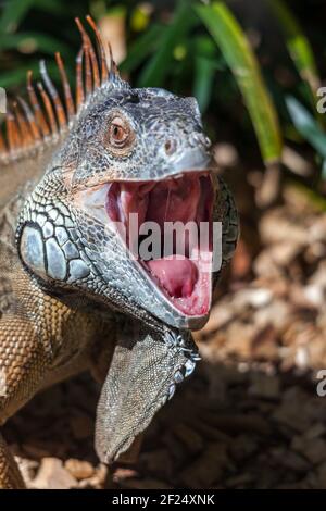 Green Iguana (Iguana iguana) with open mouth Stock Photo - Alamy