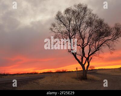 Sunset along US 90 near Marfa, Texas. One lone tree stands alongside ...
