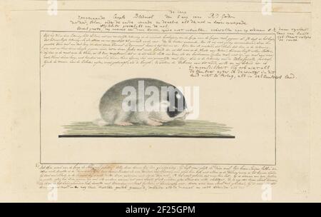 Georychus capensis (Cape mole-rat Stock Photo - Alamy