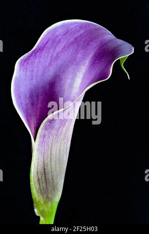 Purple Calla Lily Stock Photo - Alamy