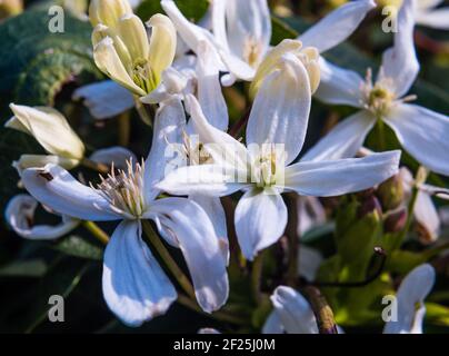 Clematis Armandii Growing in a Country Garden Stock Photo - Alamy