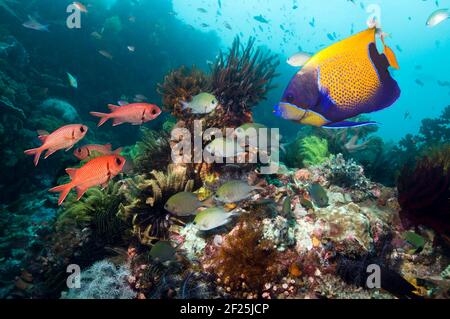 Majestic Angelfish or Blue-girdled angelfish (Pomacanthus navarchus ...