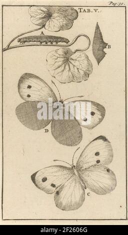 PRENT Middle and at the top right labeled: tab. VIII. Pag: 46 Stock ...