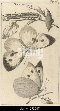 PRENT Middle and at the top right labeled: i - p. 431. Tom. I Stock ...