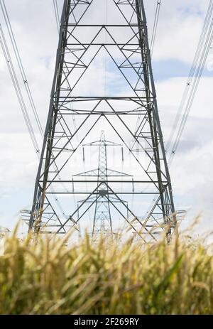 Pylons in a wheat field Stock Photo - Alamy