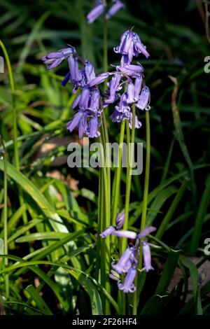 A clump of Bluebells flowering in the spring sunshine Stock Photo - Alamy