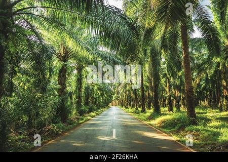 Palm garden , plantation way in plantation Palm tree in tropical garden ...