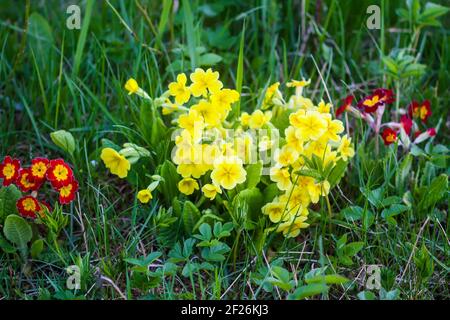 Multicolor Primrose or primula vulgaris first spring flowers in spring ...