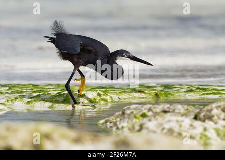 Dimorphic Egret, Madagascar Heron, Egretta dimorpha, Ardeidae. White ...