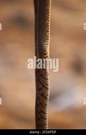 Vertical shot of a head of a snake on a blurred background Stock Photo ...
