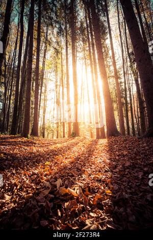 Magical forest floor Stock Photo - Alamy