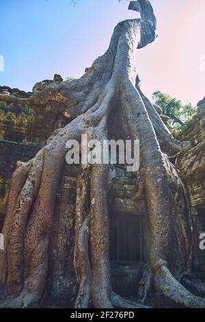 Part of Angkor temple covered with roots Stock Photo - Alamy