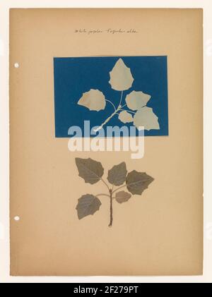 Sheet cyanotype photogram of a sheet of white albeel and the blade ...