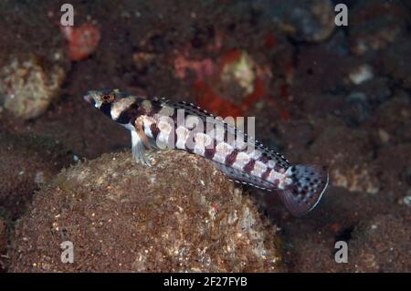 Reticulated Sandperch, Parapercis tetracantha, Seraya Beach Resort ...