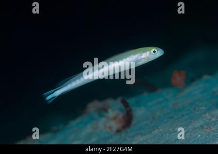Flagtail Blanquillo, Malacanthus brevistoris, Ameth Point dive site ...
