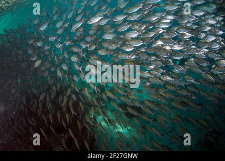 School of Herring Scad, Alepes vari, Arborek Jetty dive site, Arborek ...