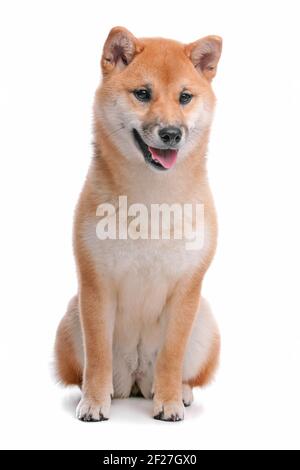 Japanese Shiba Inu pure breed dog Stock Photo - Alamy