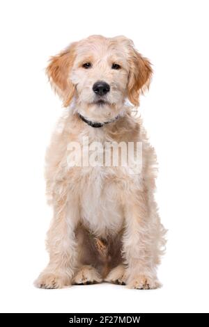 White Labradoodle mixed breed poodle mutt dog side profile Stock Photo ...