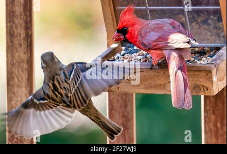 Northern Cardinal turns to win off an invading Sparrow Stock Photo - Alamy