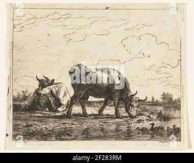 Pasture with two cows at a ditch with ducks Stock Photo - Alamy