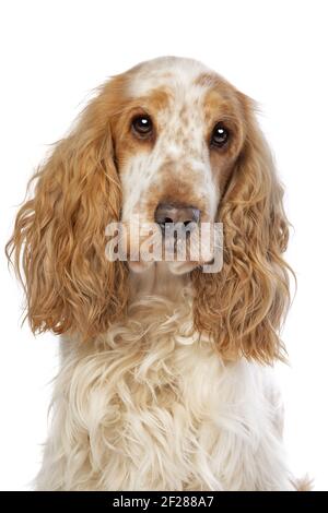 An orange roan Cocker Spaniel Stock Photo - Alamy