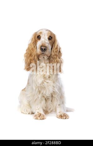 Orange Roan English Cocker Spaniel puppy aged 12 weeks at play outside ...