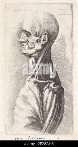 Human anatomy illustration, head, shoulders, torso muscular system ...