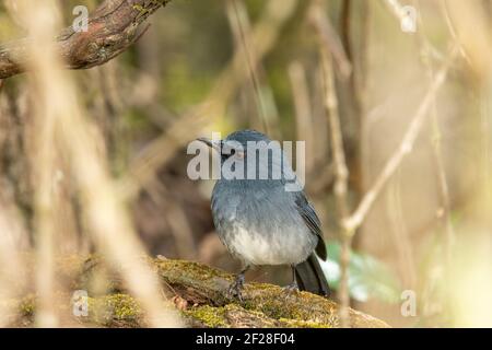 White-bellied Blue Robin (Sholicola albiventris), perched in understory ...