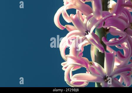 detail of pink hyacinth flower over blue background Stock Photo - Alamy